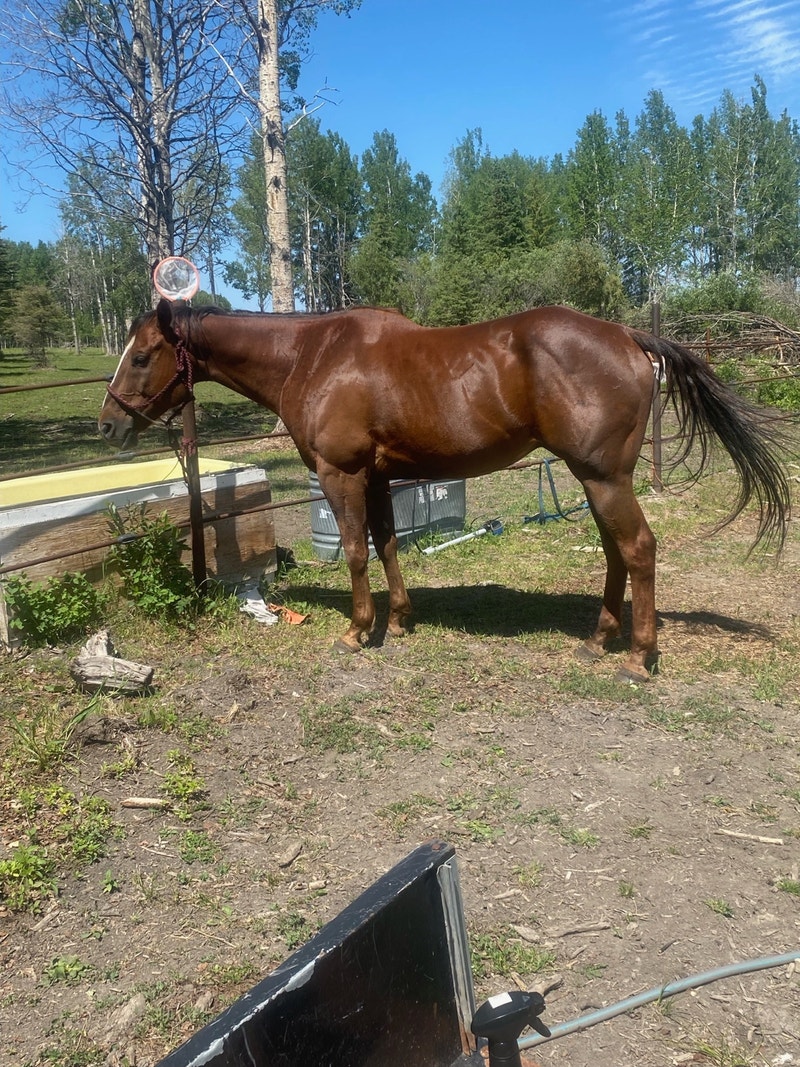 9 year old grade gelding | Horses & Ponies for Rehoming | St. Albert ...