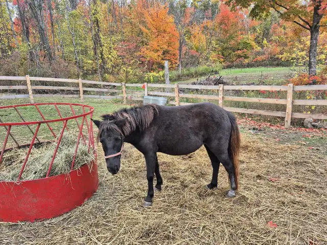 Small Pony and her foal | Horses & Ponies for Rehoming | Peterborough ...
