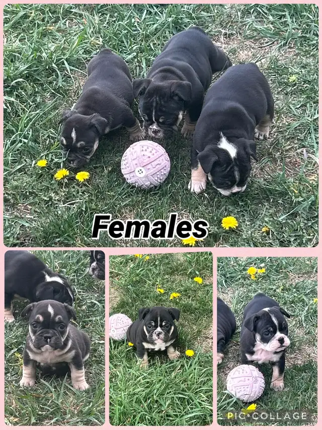 Bantam Bulldog Puppies | Dogs & Puppies for Rehoming | Edmonton | Free ...