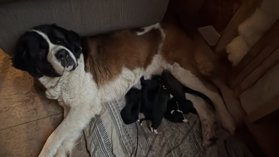 Saint Bernard/Newfoundland puppies | Dogs & Puppies for Rehoming ...