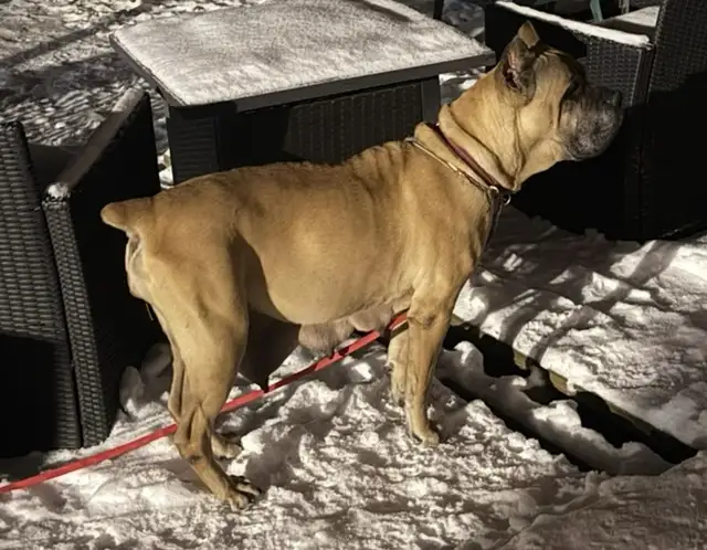 Purebred CaneCorso Puppies | Dogs & Puppies for Rehoming | Oshawa ...