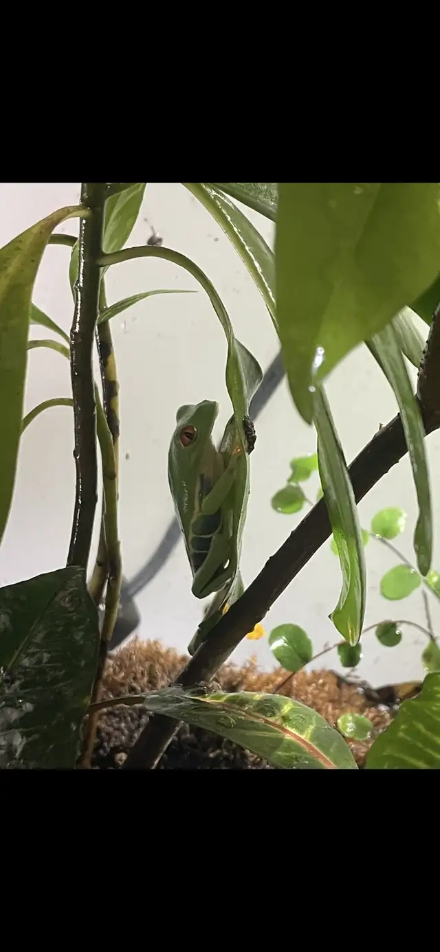 Tree frog/Dart frog (Santa Isabel) bio active set up | Reptiles ...