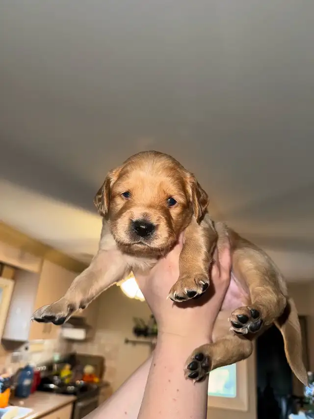 Standard Golden Doodle Puppies | Dogs & Puppies for Rehoming ...