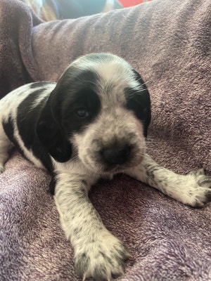 Cocker Spaniel | Adopt Dogs & Puppies Locally in Alberta | Kijiji ...