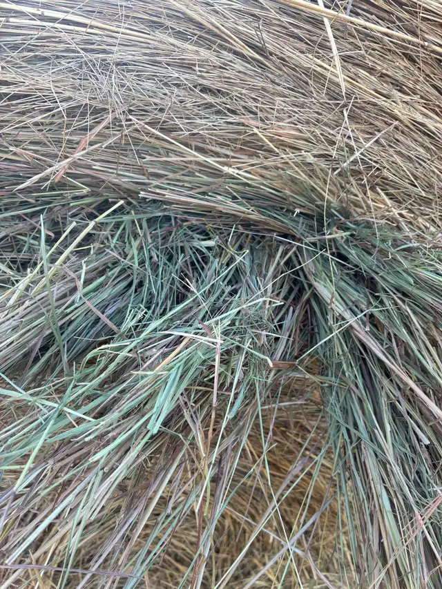 hay and straw | Livestock | St. Albert | Free local classifieds - Kijiji