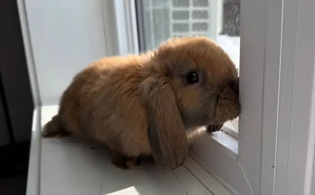 Purebred Holland Lop Bunny Rabbit - Girl | Small Animals for Rehoming ...