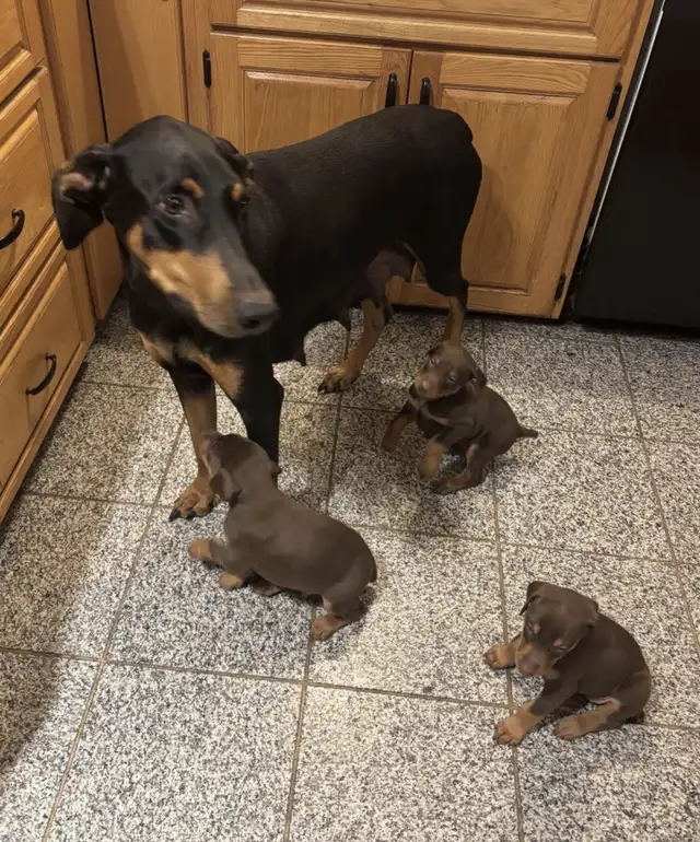 Doberman puppy female, 12 weeks old | Dogs & Puppies for Rehoming | St ...