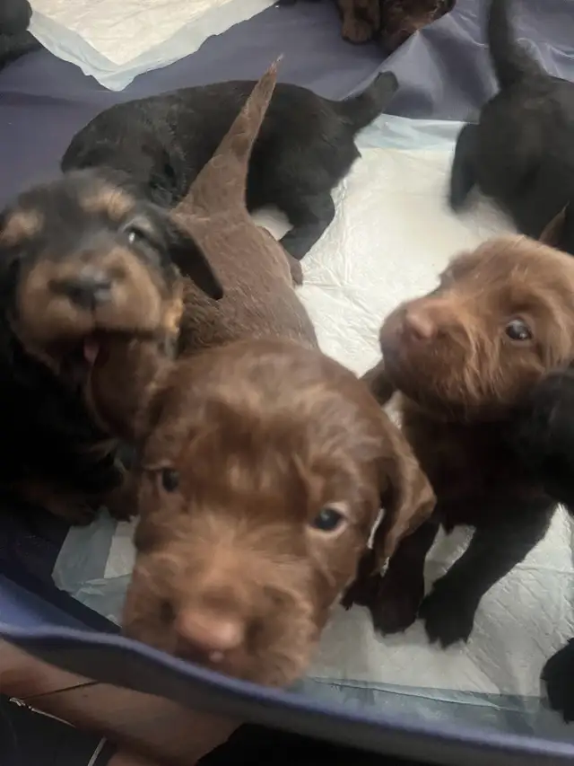 Lab cross English Springer Spaniel Puppies | Dogs & Puppies for ...