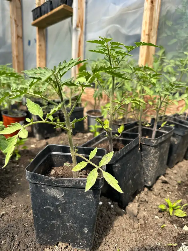 Beefsteak tomato - 3$ each | Plants, Fertilizer & Soil | Calgary | Free ...