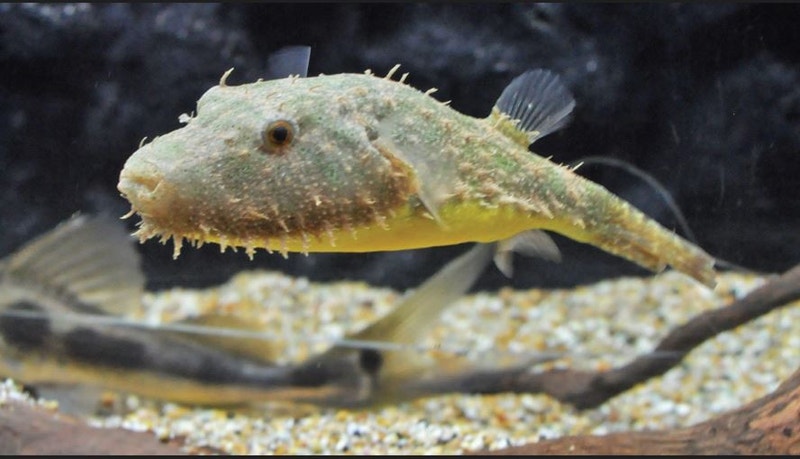 hairy puffer! | Fish for Rehoming | Downtown-West End | Kijiji