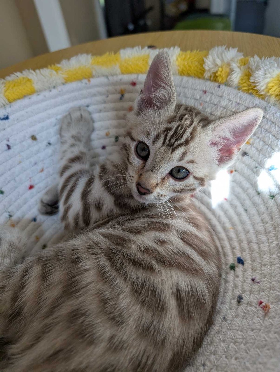 Available TICA Snow Bengal Kittens | Cats & Kittens for Rehoming ...