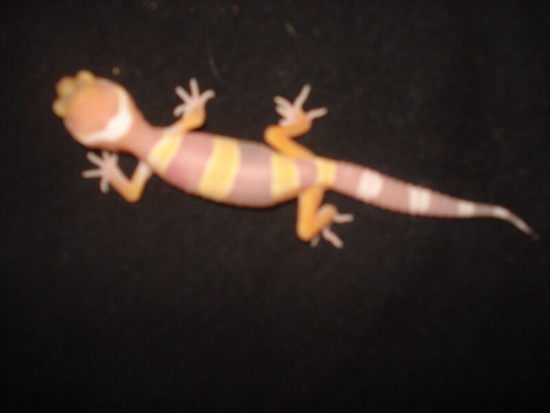 FANCY LEOPARD GECKOS SUPER SPECIAL $75.00 | Reptiles & Amphibians for ...