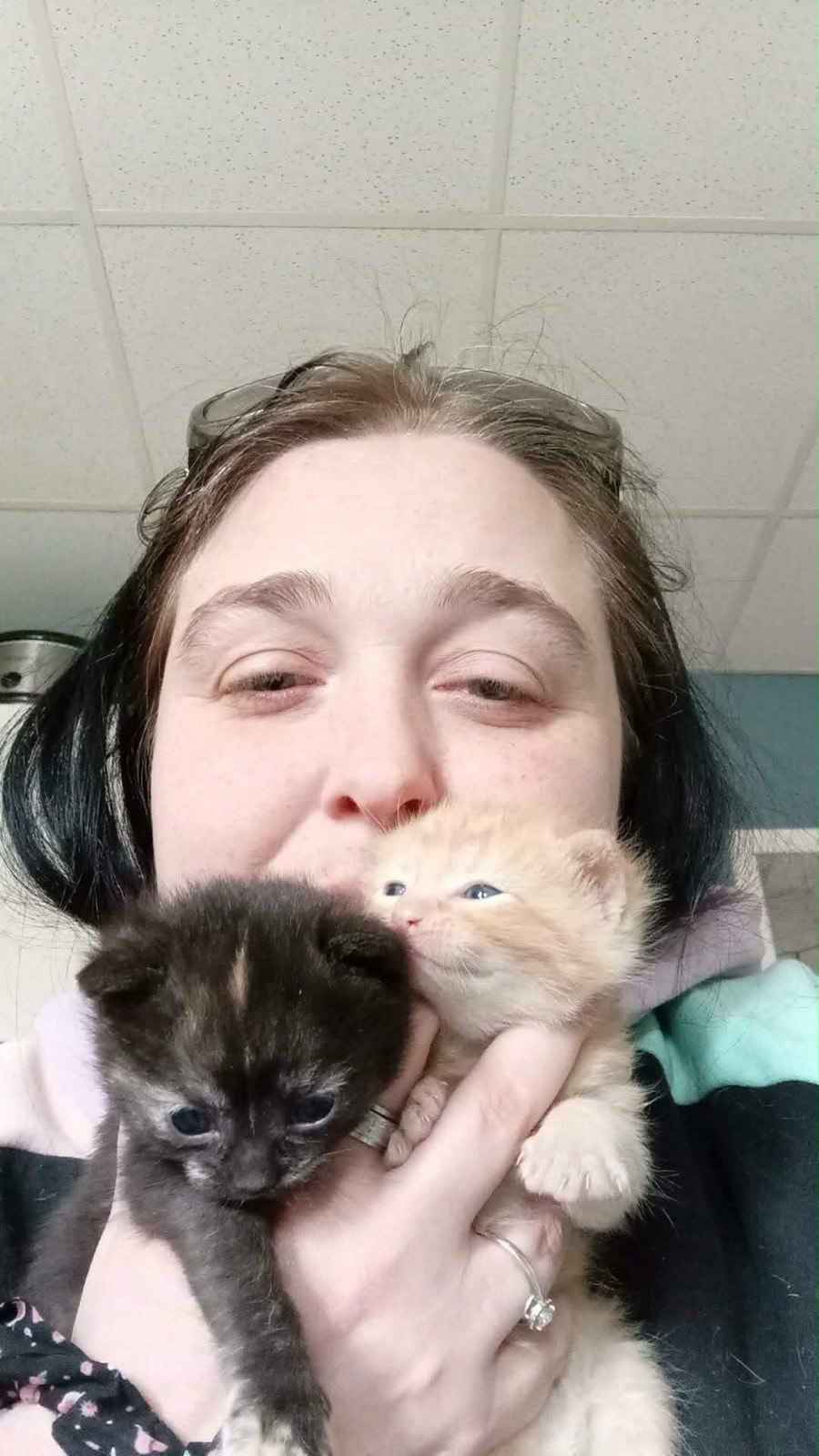 bébé chats a réservé | Cats & Kittens for Rehoming | Trois-Rivières ...