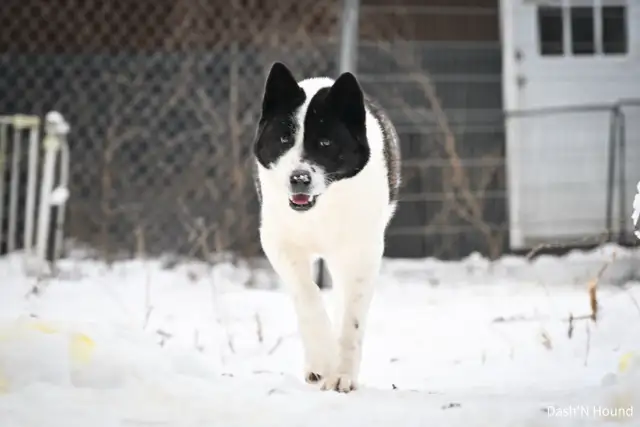 CKC FULL AMERICAN AKITA FEMALES | Dogs & Puppies for Rehoming | Ottawa ...