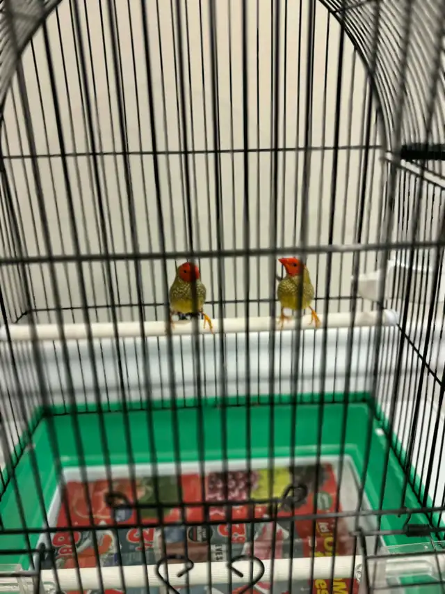 oiseaux pinson | Birds for Rehoming | Granby | Free local classifieds ...