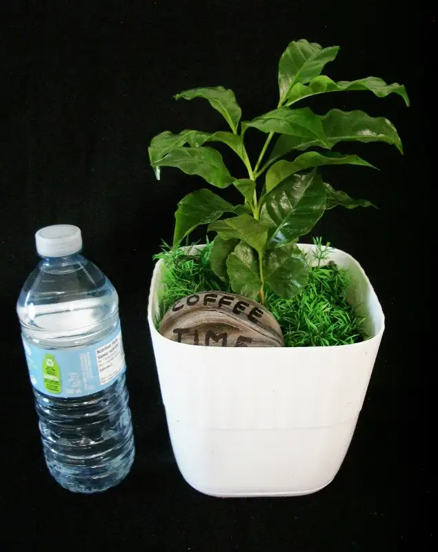 COFFEE PLANT IN PRETTY POT WITH PAINTED STONE | Home Décor & Accents ...