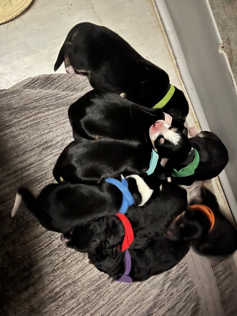 German shepherd x Airedale cross. | Dogs & Puppies for Rehoming ...