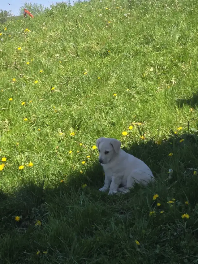 Golden retriever mix | Dogs & Puppies for Rehoming | Kitchener ...