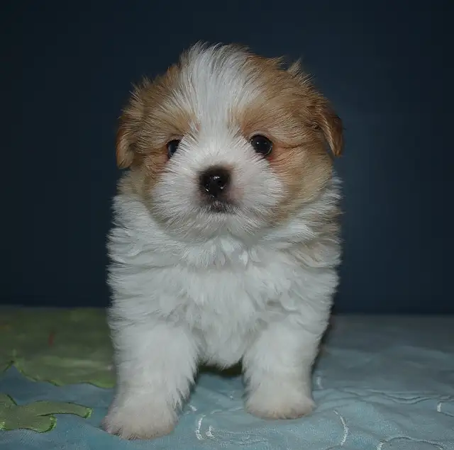 Chiots Shih tzu X | Dogs & Puppies for Rehoming | Québec City | Free ...
