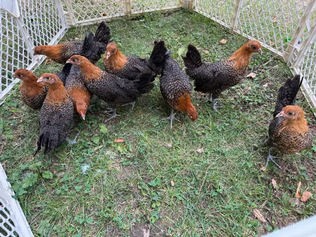 Gold Deathlayers. 5+ month old pullets available | Livestock ...