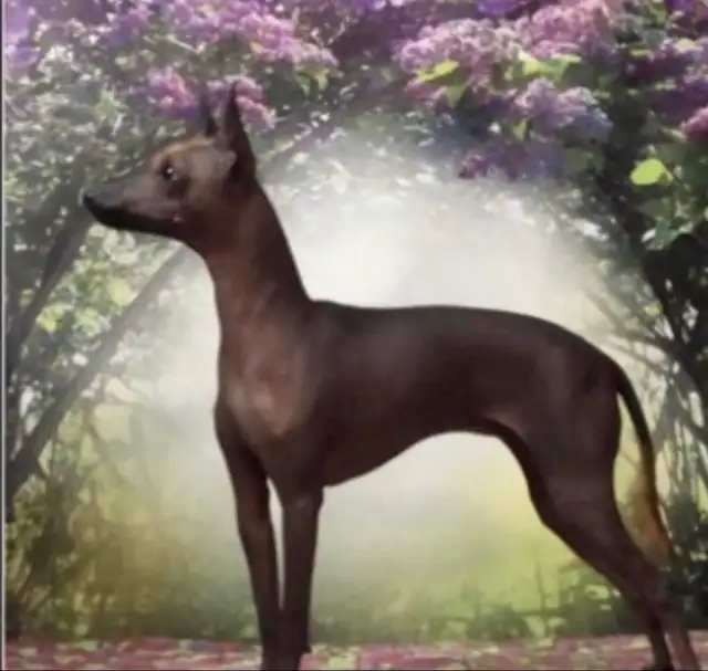Mexican Hairless Xoloitzcuintli | Dogs & Puppies for Rehoming ...