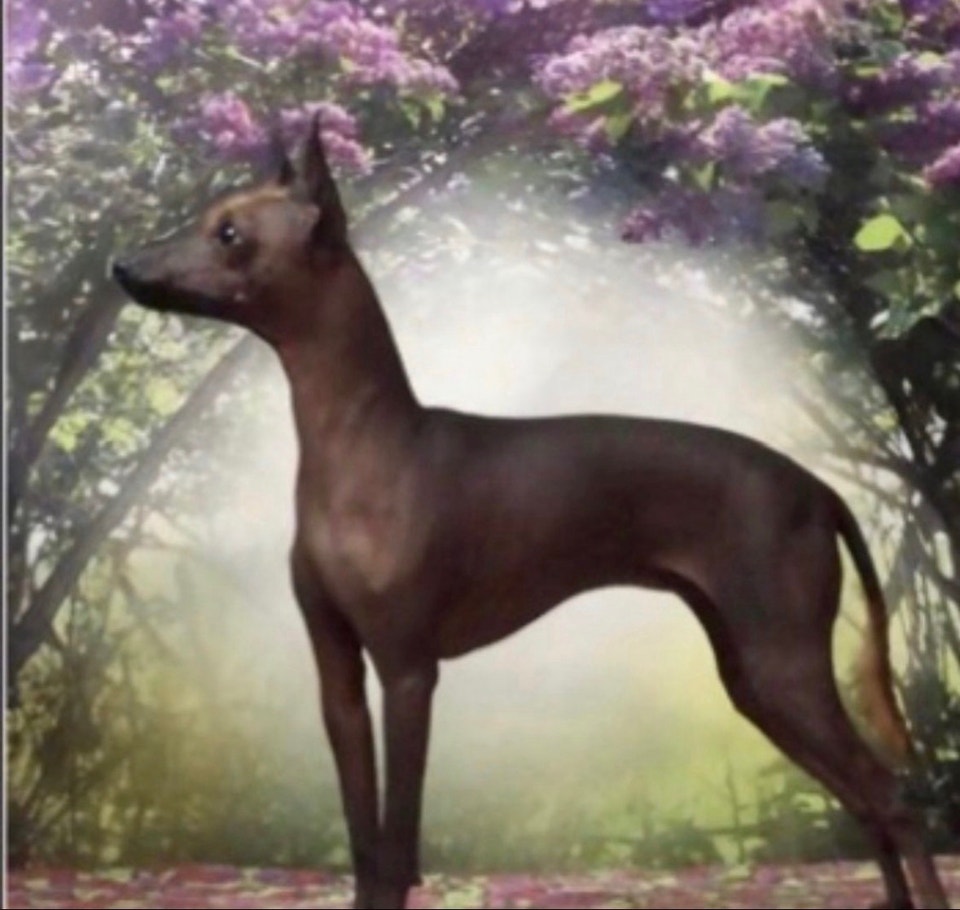 Mexican Hairless Xoloitzcuintli | Dogs & Puppies for Rehoming ...