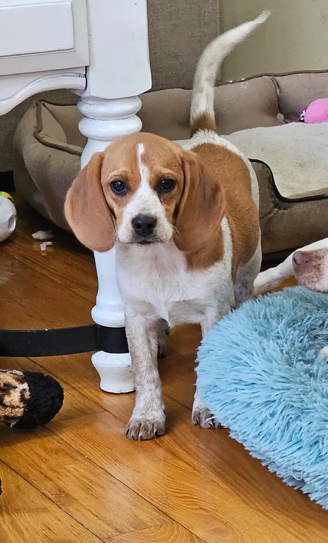 3 amazing caramel or toffee Purebred POCKET BEAGLE PUPPIES | Dogs & Puppies for Rehoming ...