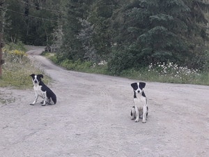 2590 Listings | Adopt Dogs & Puppies Locally in Alberta | Pets | Kijiji ...