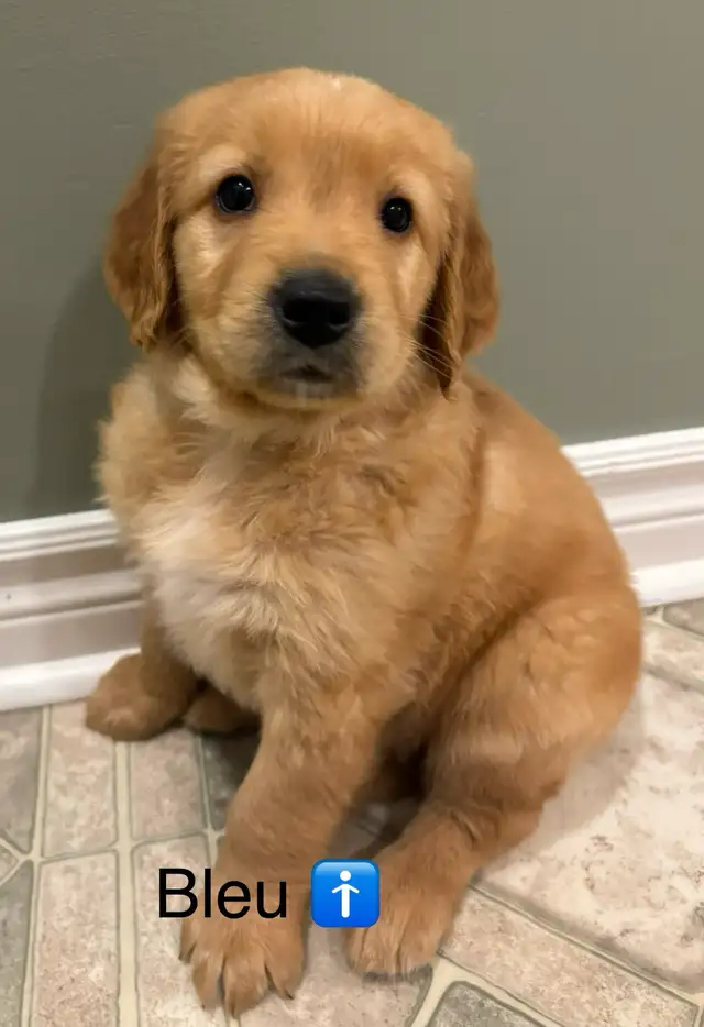 Golden Retriever Roux | Dogs & Puppies for Rehoming | West Island ...