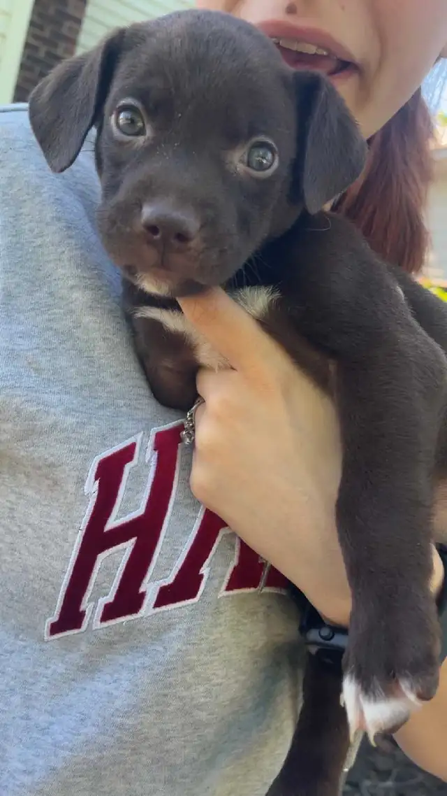 Texas Red Nose American Pit Bull Puppies 6 | Dogs & Puppies for ...