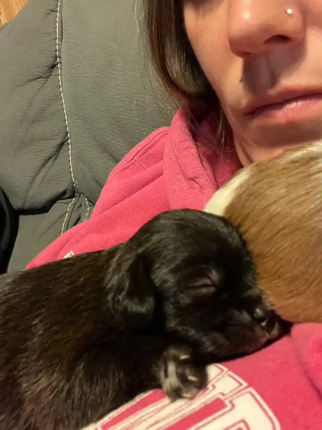 Shih Poo Chihuahua Mix | Dogs & Puppies for Rehoming | City of Halifax ...