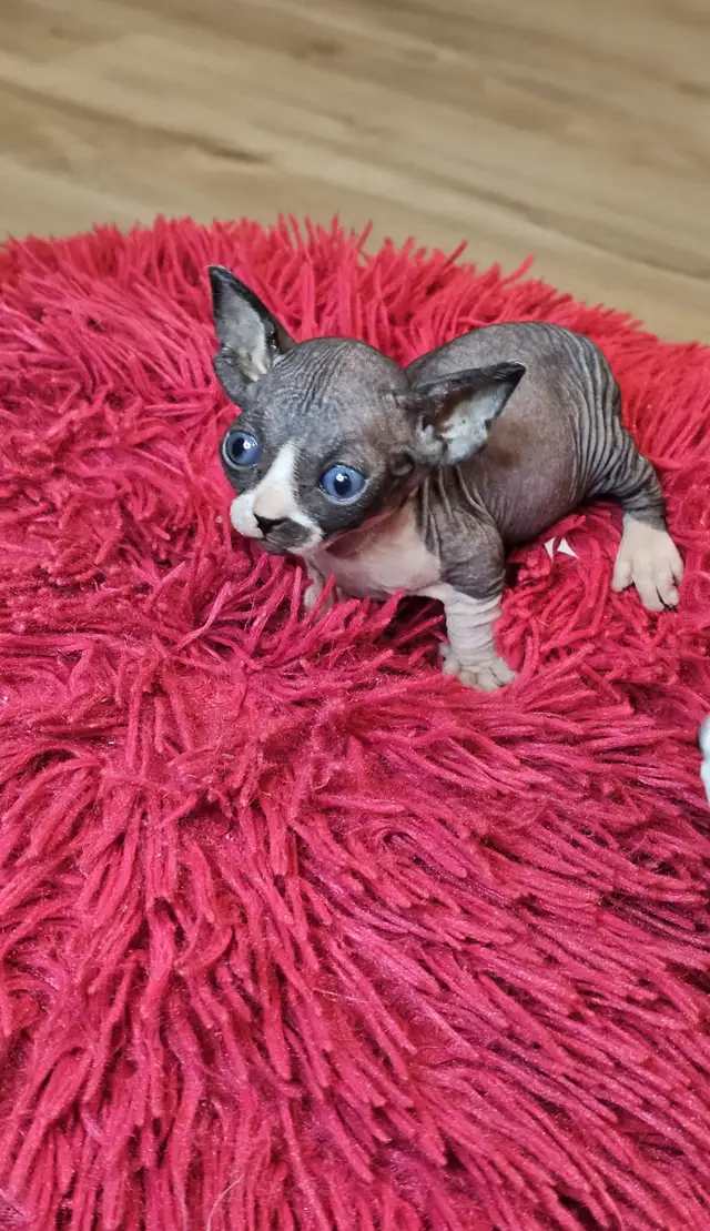 Chatons Sphynx elf et munchkin à réserver Disponibles | Cats & Kittens ...