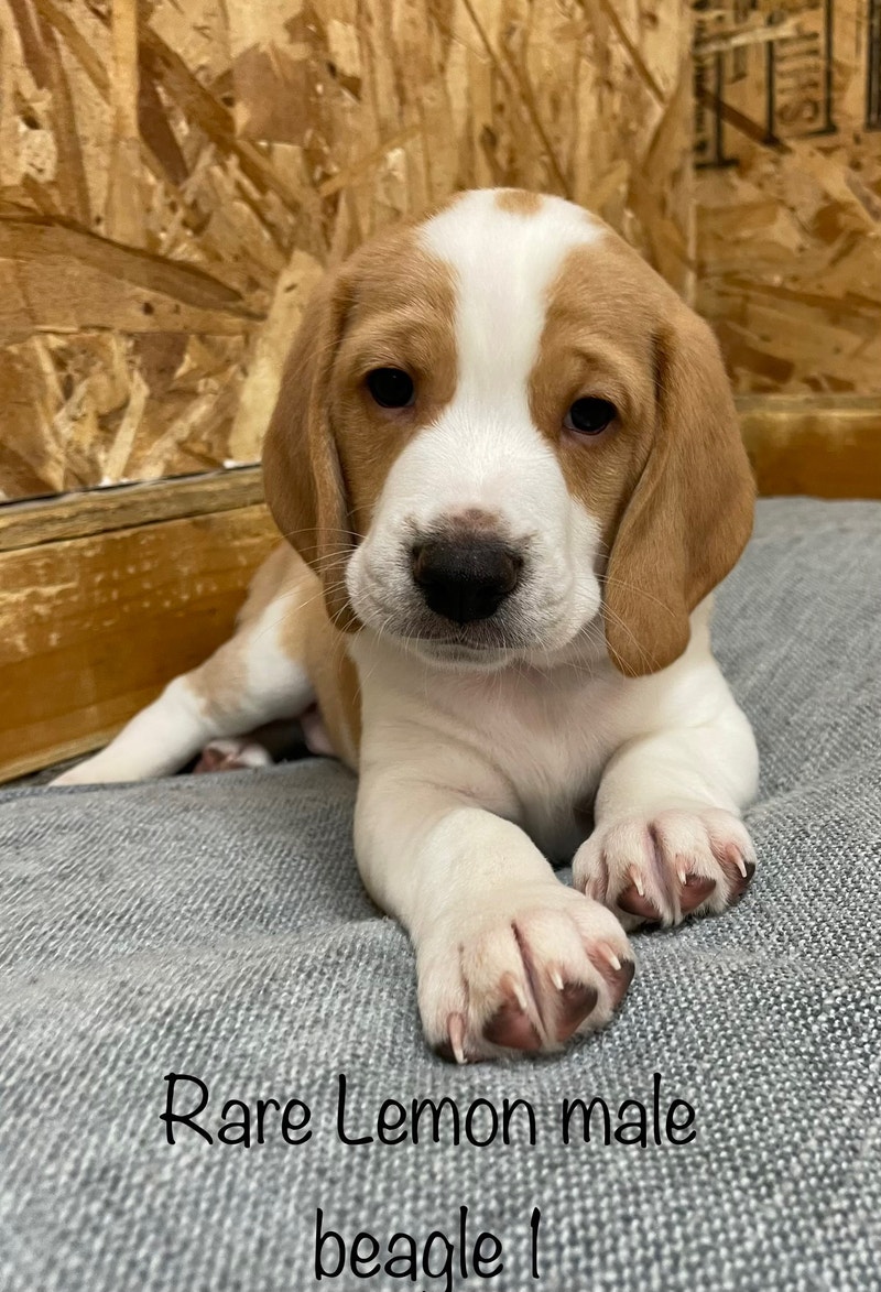 BEAGLE PUPPIES (READY TO TAKE HOME) | Dogs & Puppies for Rehoming ...
