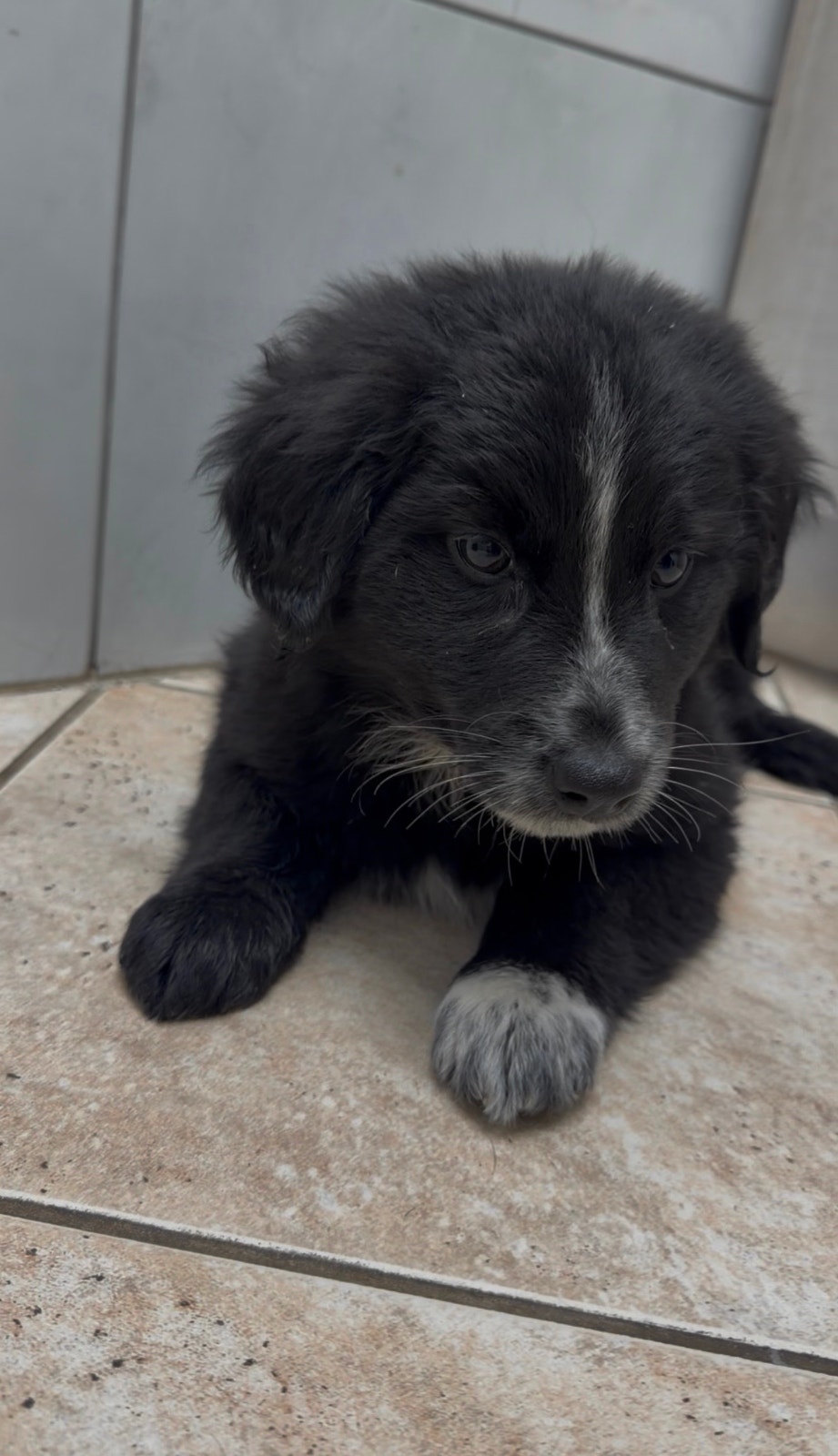 Border collie female Ginger | Dogs & Puppies for Rehoming | City of ...
