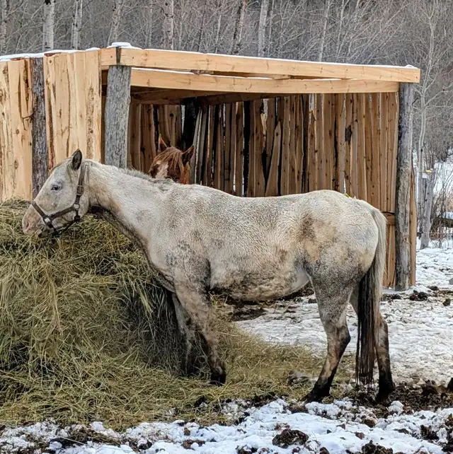 7 year old Appoloosa Gelding - project | Horses & Ponies for Rehoming ...