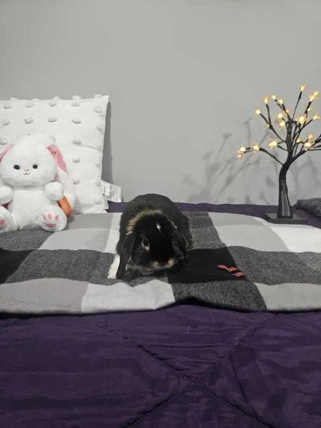 Lapin Bélier | Small Animals for Rehoming | Laval / North Shore | Free ...