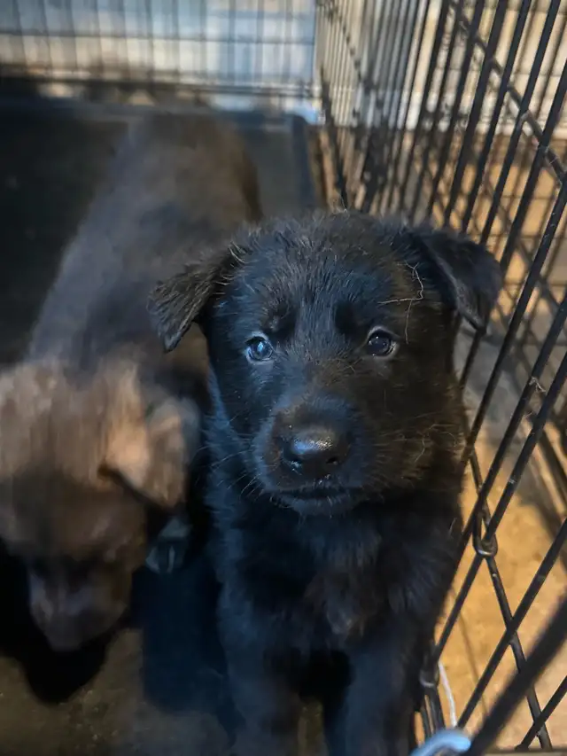 German Shepherd | Dogs & Puppies for Rehoming | Calgary | Free local ...