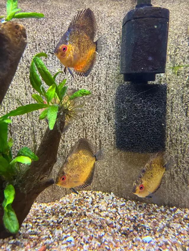 Poisson Discus fish | Fish for Rehoming | Laval / North Shore | Free ...