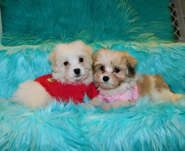 Chiots Bichon Maltais mixe | Dogs & Puppies for Rehoming | City of ...