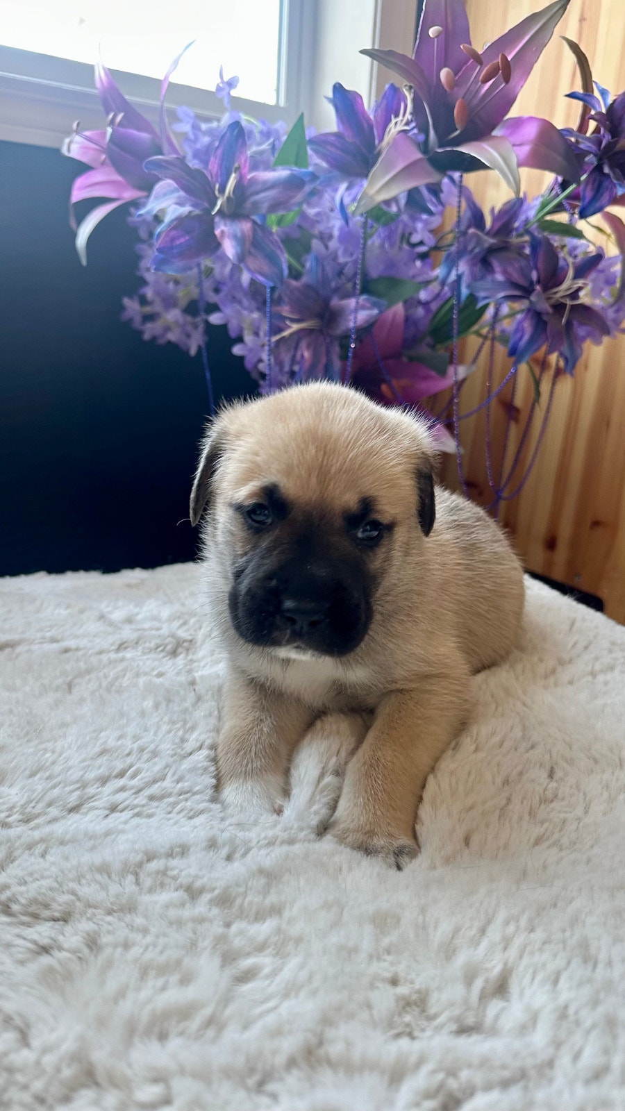 Mastiff Puppies | Dogs & Puppies for Rehoming | Calgary | Free local ...