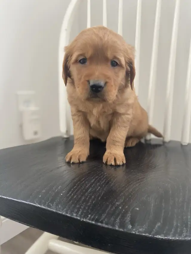 READY TO GO!! Red Retriever Puppies | Dogs & Puppies for Rehoming ...