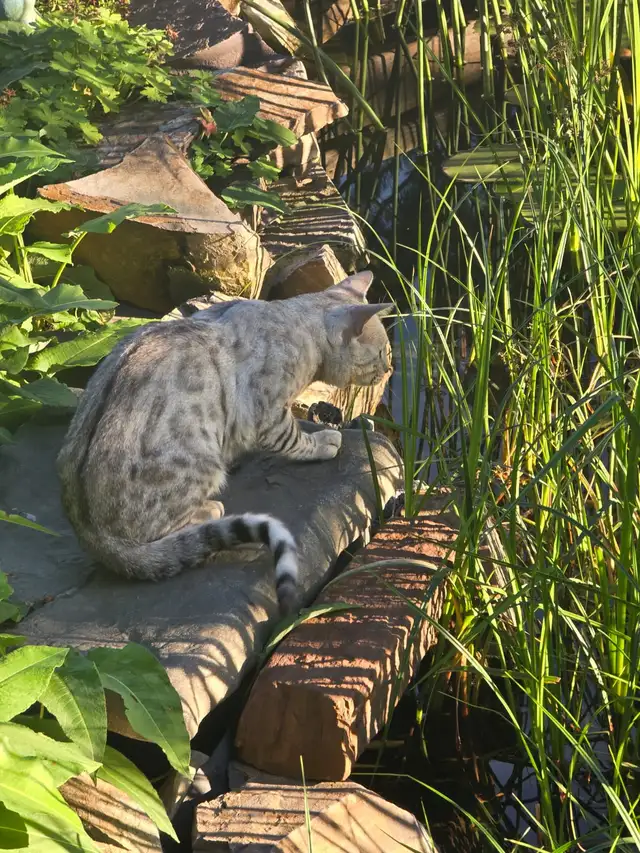 BENGAL PureBred kittens | Cats & Kittens for Rehoming | Calgary | Free ...