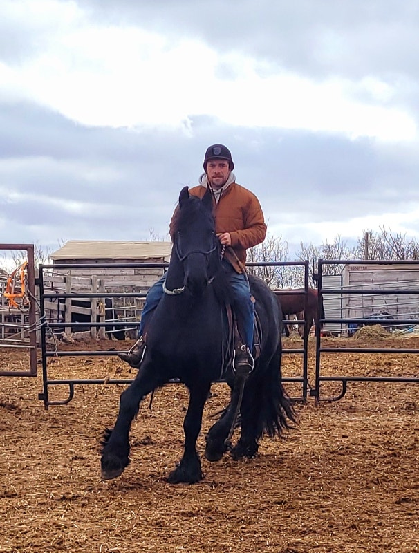 PACO SCF. Friesian booking for 2026 | Horses & Ponies for Rehoming ...