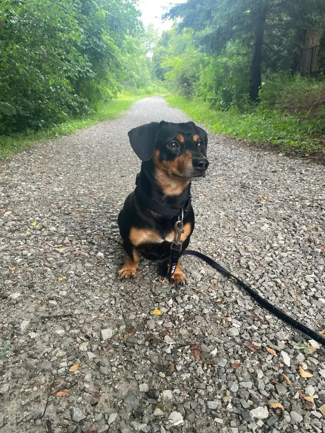 dachshund mix for rehoming | Dogs & Puppies for Rehoming | London ...