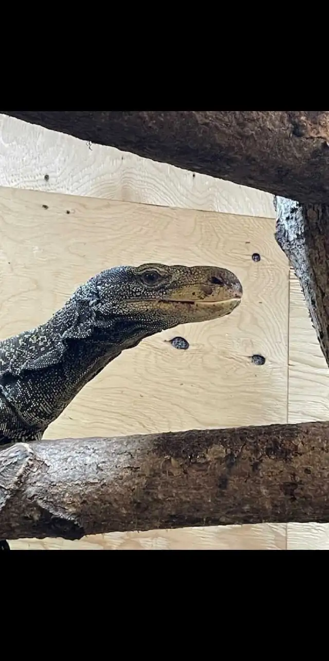 iso Crocodile monitors | Reptiles & Amphibians for Rehoming | Trenton | Free local classifieds ...