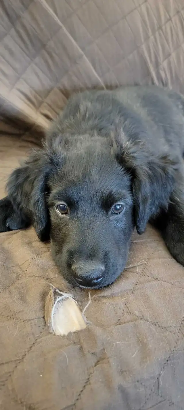 Priced to sell. Mastiff husky/border collie puppies | Dogs & Puppies ...