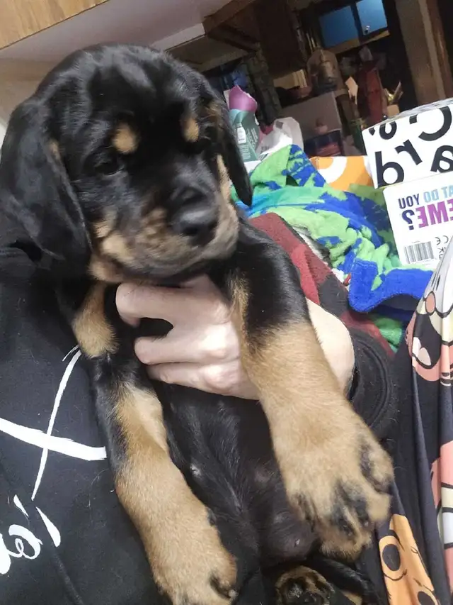 Rotweiller cocker spaniel mix | Dogs & Puppies for Rehoming | Calgary ...