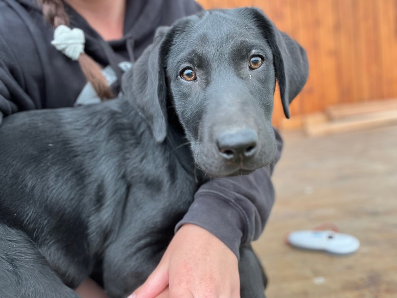 Purebred Labrador Retriever Pups! | Dogs & Puppies for Rehoming ...