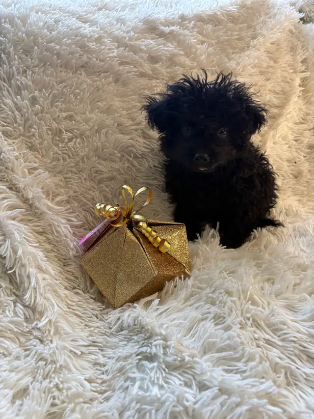 poodle cross pups / havanese | Dogs & Puppies for Rehoming | Bedford ...