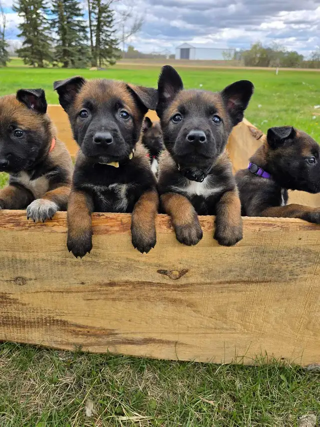 CKC-registered Belgian Malinois | Dogs & Puppies for Rehoming ...